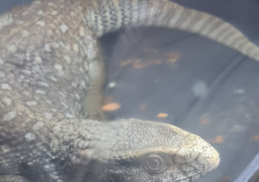 Listings | Reptiles for Sale UK