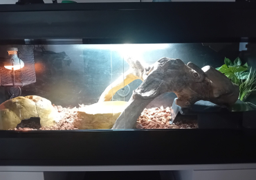 Listings | Reptiles for Sale UK