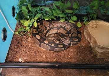 Home | Reptiles for Sale UK