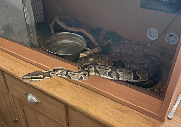 Home | Reptiles for Sale UK