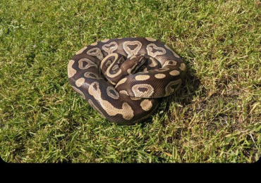 Home | Reptiles for Sale UK