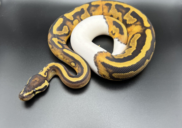 Home | Reptiles for Sale UK