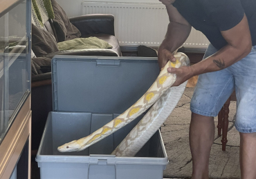 Listings | Reptiles for Sale UK